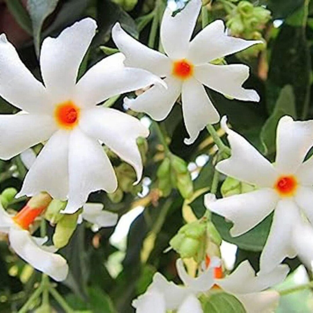 Night Jasmine Dried Tea Herbal Nyctanthes Sepalika Dried Organic - Etsy