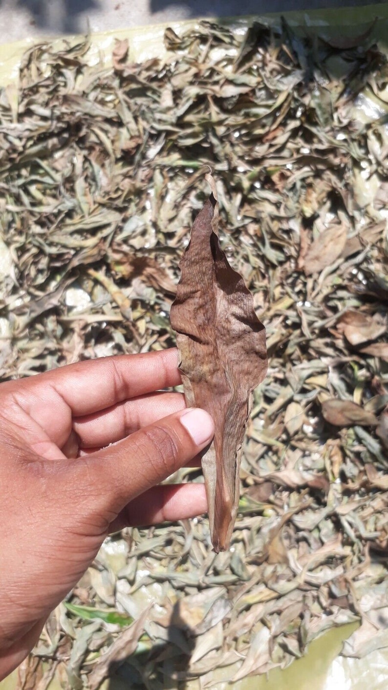 Dried Ceylon Thebu Leaves Costus Natural Insulin Plant Organic Diabetic ...