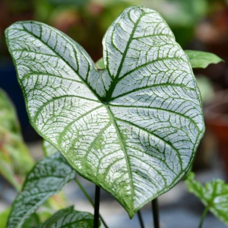 Caladium Bulbs - Etsy