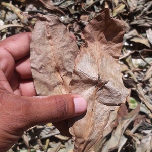 Dried Ceylon Thebu Leaves Costus Natural Insulin Plant Organic Diabetic ...