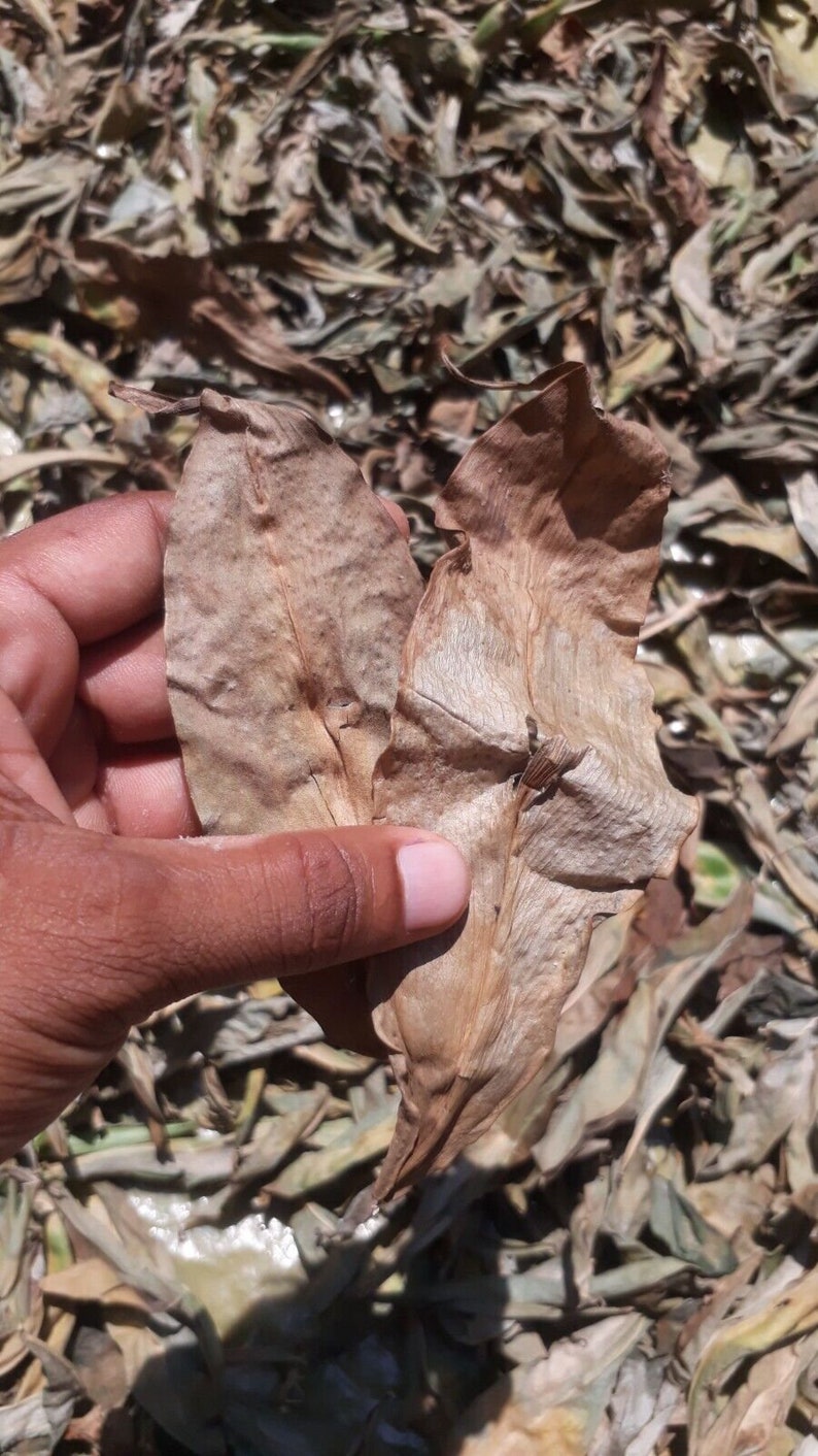 Dried Ceylon Thebu Leaves Costus Natural Insulin Plant Organic Diabetic ...
