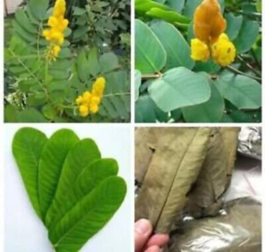 Dried Natural Cassia Alata Leaves 100% Organic Aththora Leaf for Herb ...