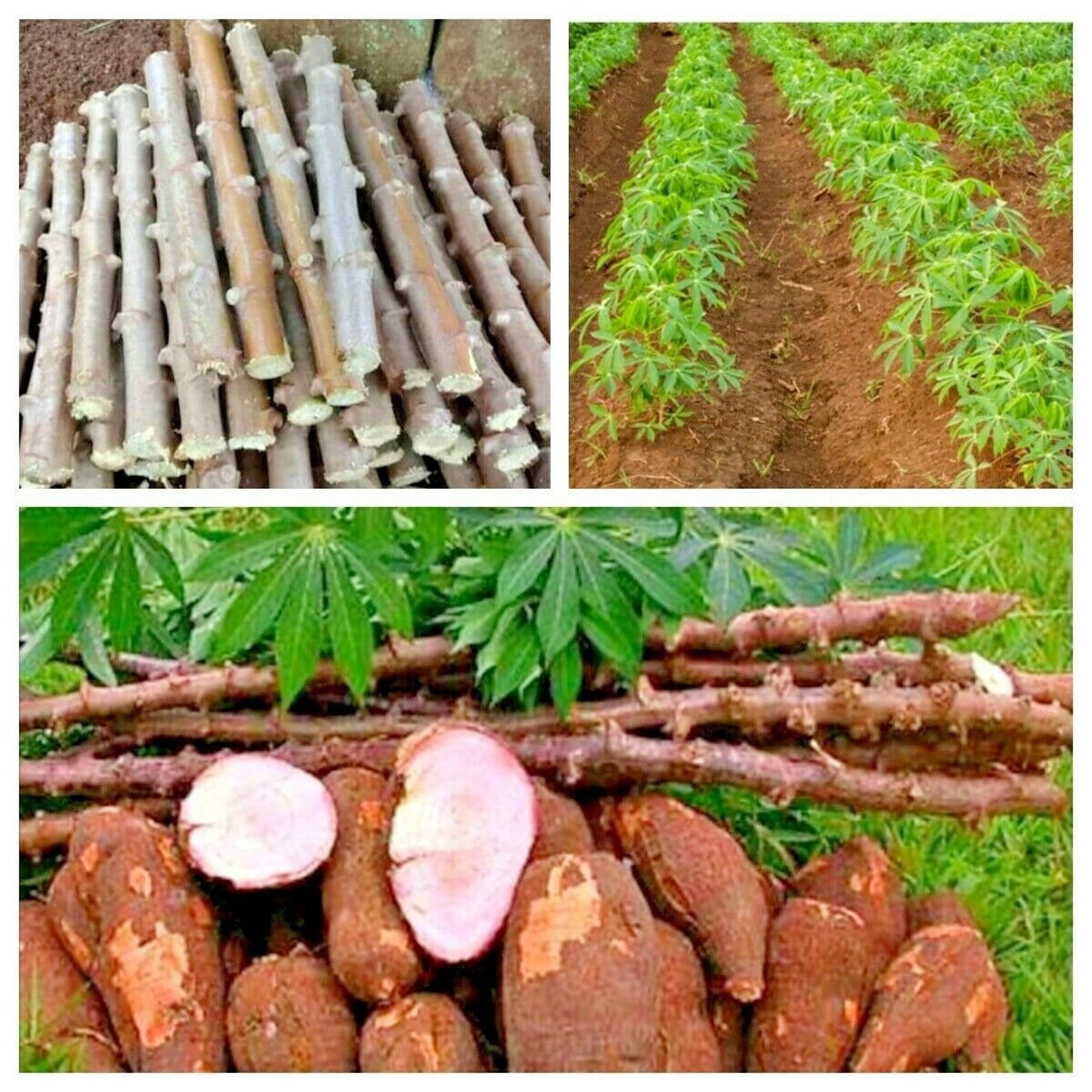 3 10 PCS Sweet Cassava Quick Stick Yuca Manihot Esculenta Manioc ...