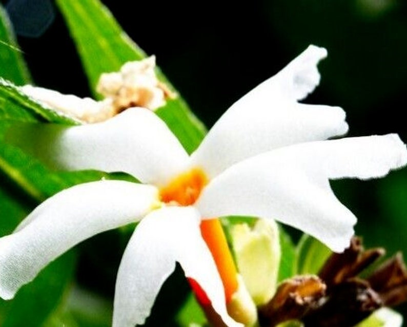 Night Jasmine Dried Tea Herbal Nyctanthes Sepalika Dried Organic - Etsy ...