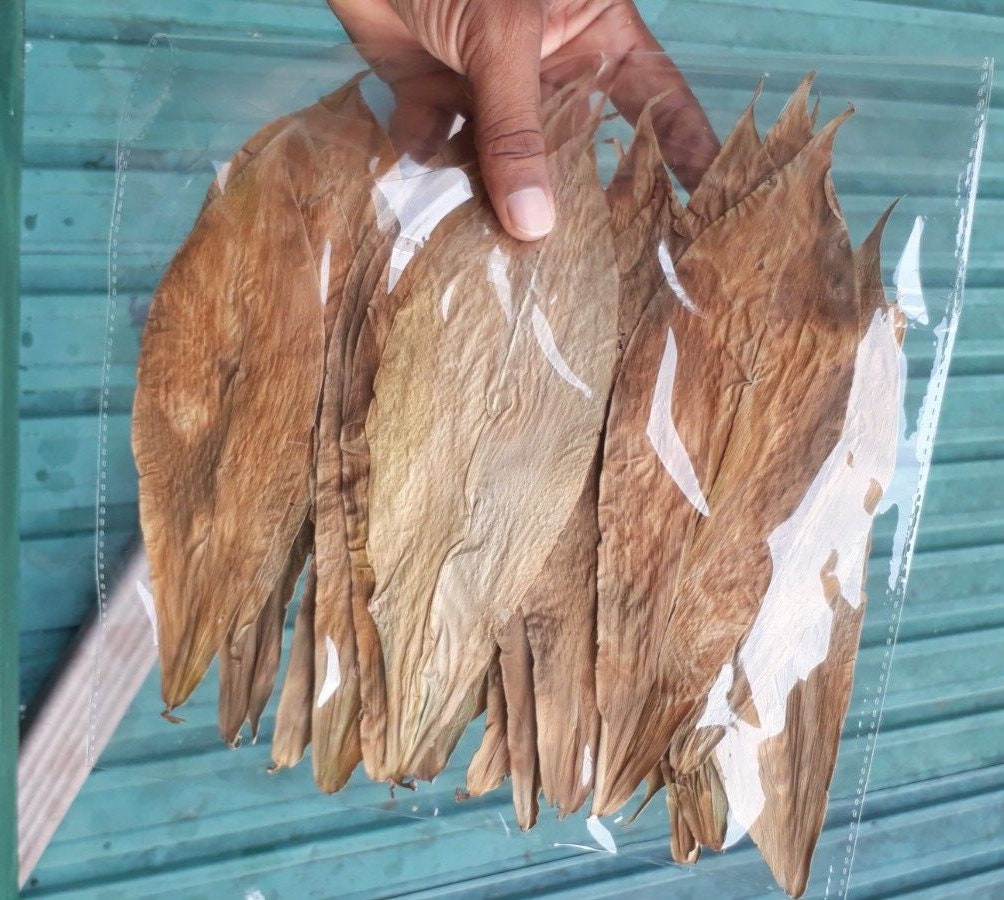 Dried Ceylon Thebu Leaves Costus Natural Insulin Plant Organic Diabetic ...