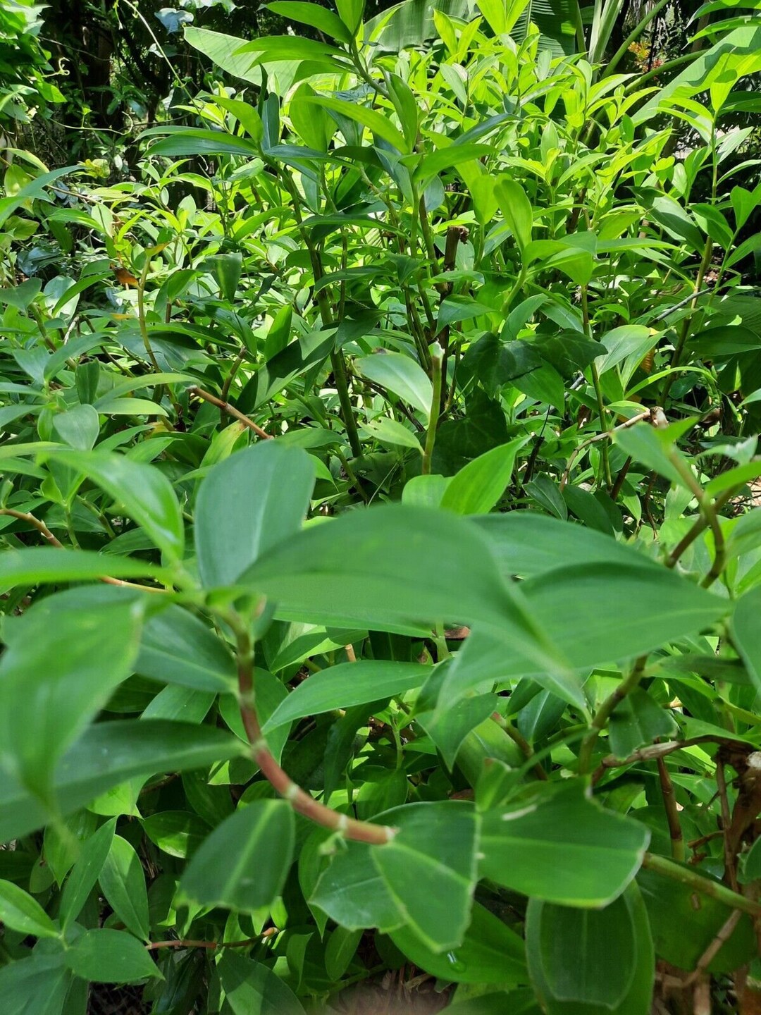 Dried Ceylon Thebu Leaves Costus Natural Insulin Plant Organic Diabetic ...