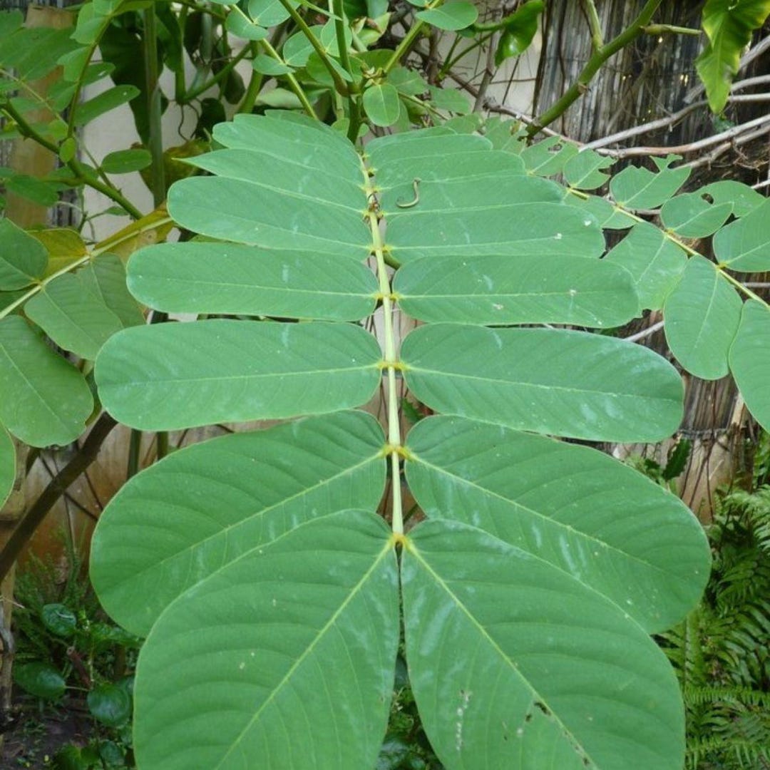 Dried Natural Cassia Alata Leaves 100% Organic Aththora Leaf for Herb ...