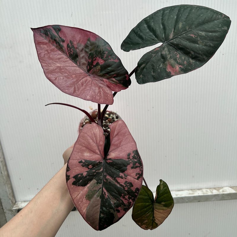 Alocasia Black Velvet - Etsy