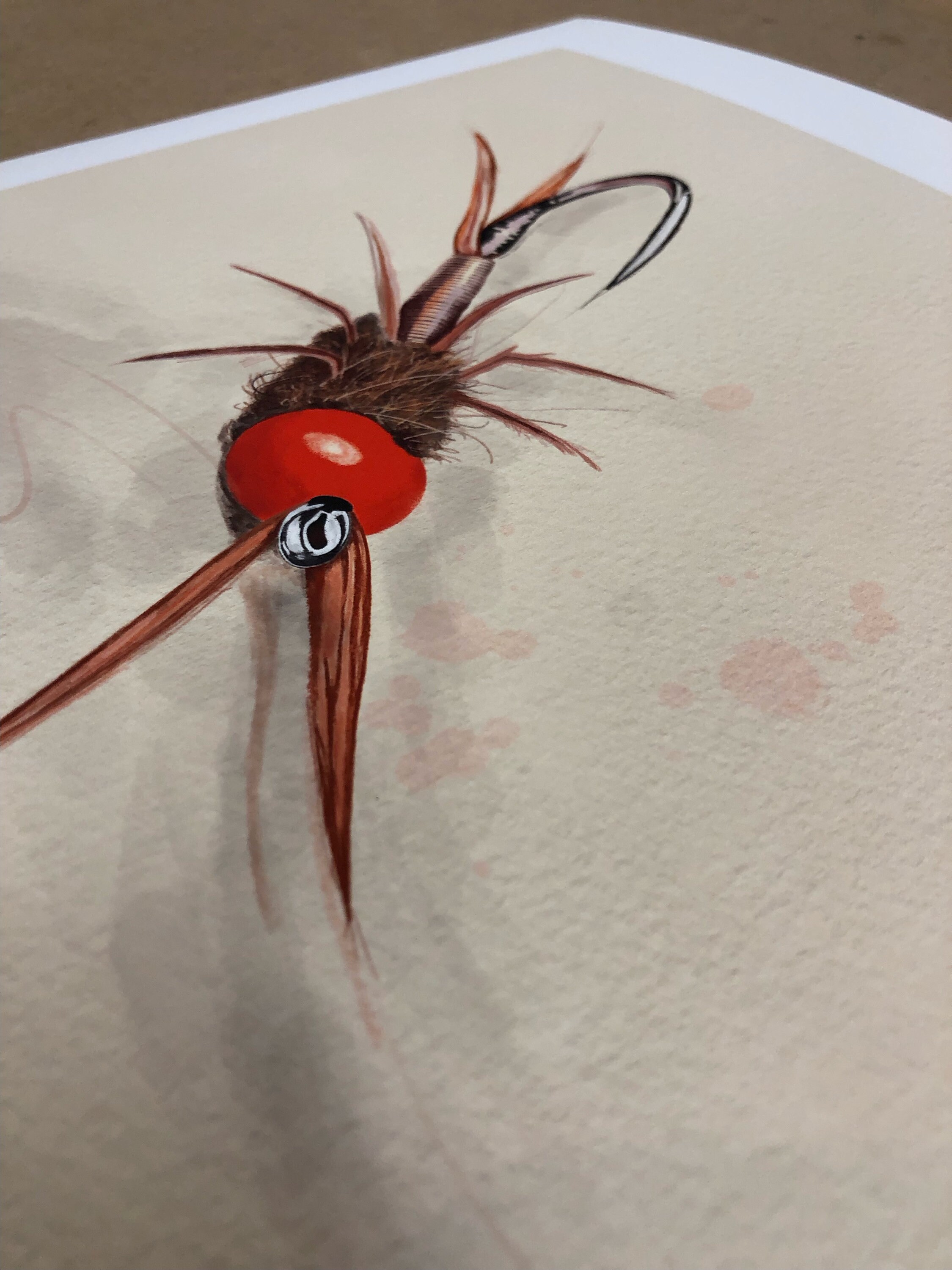 Brown Stonefly Nymph Fly Fishing Print - Etsy