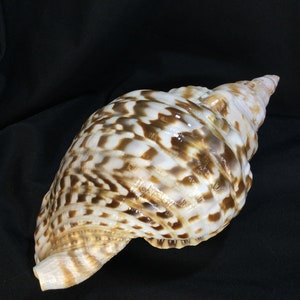 Vintage 11 1/2 Pacific Ocean Triton Conch Sea Shell - Etsy