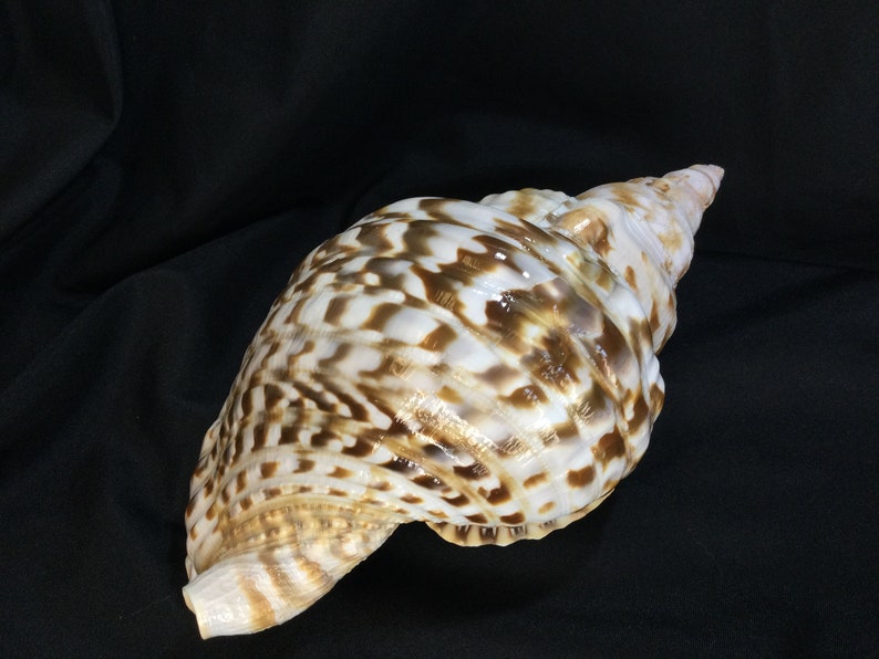 Vintage 11 1/2 Pacific Ocean Triton Conch Sea Shell - Etsy