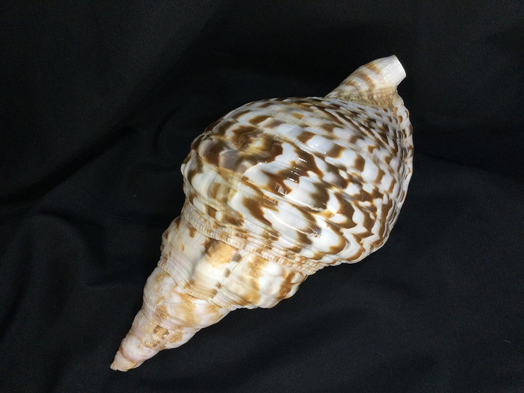 Vintage 11 1/2 Pacific Ocean Triton Conch Sea Shell - Etsy