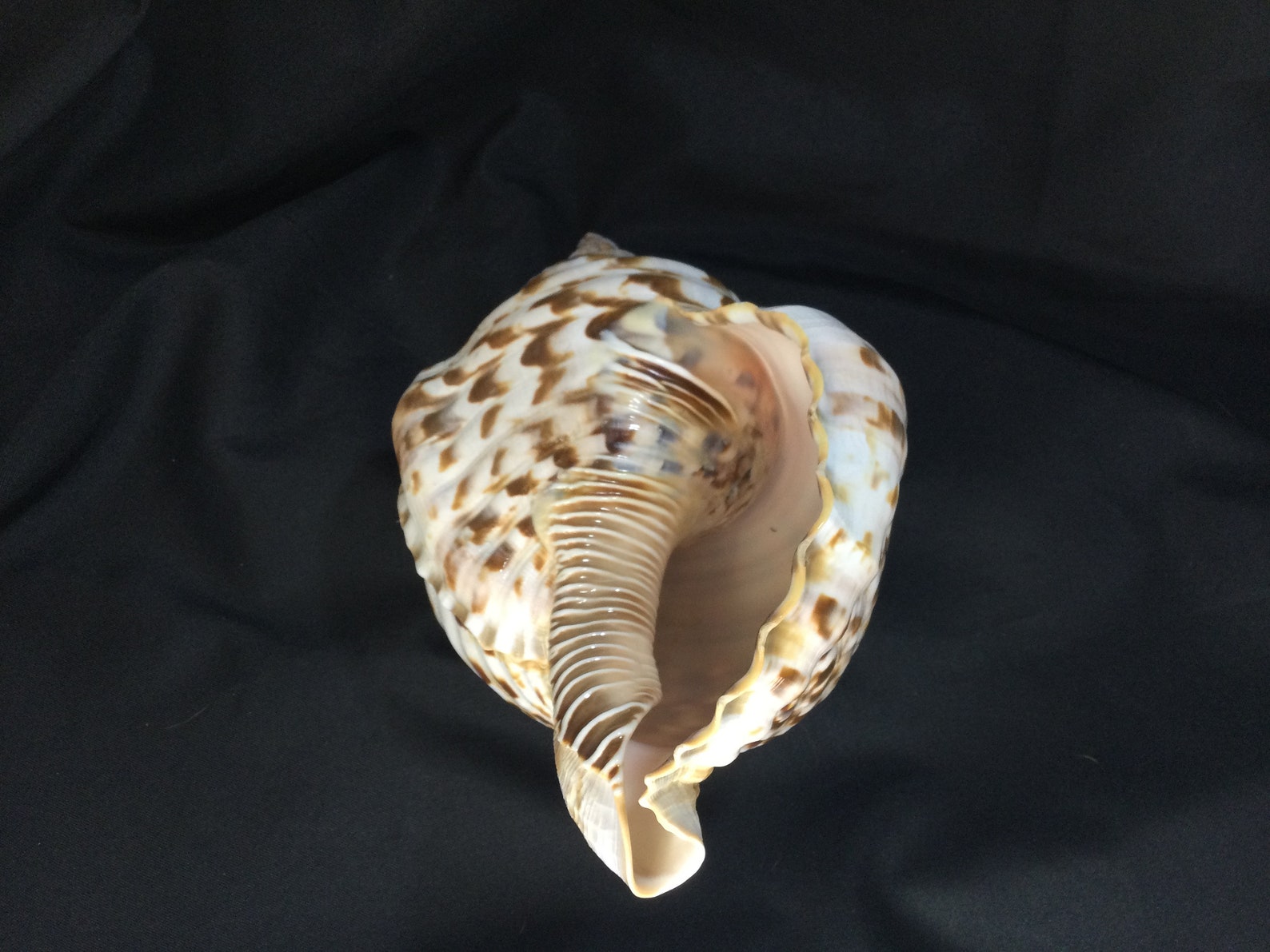 Vintage 11 1/2 Pacific Ocean Triton Conch Sea Shell - Etsy