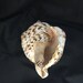 Vintage 11 1/2 Pacific Ocean Triton Conch Sea Shell - Etsy