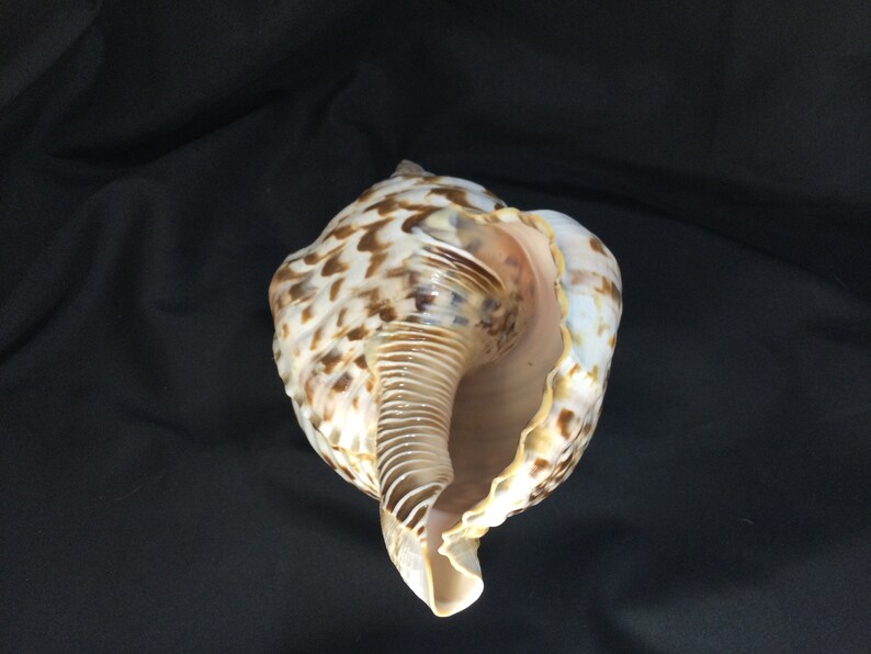 Vintage 11 1/2 Pacific Ocean Triton Conch Sea Shell - Etsy