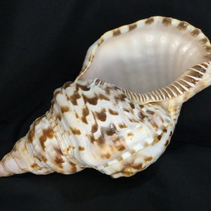 Vintage 11 1/2 Pacific Ocean Triton Conch Sea Shell - Etsy