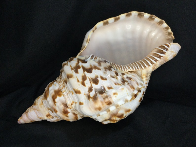 Vintage 11 1/2 Pacific Ocean Triton Conch Sea Shell - Etsy