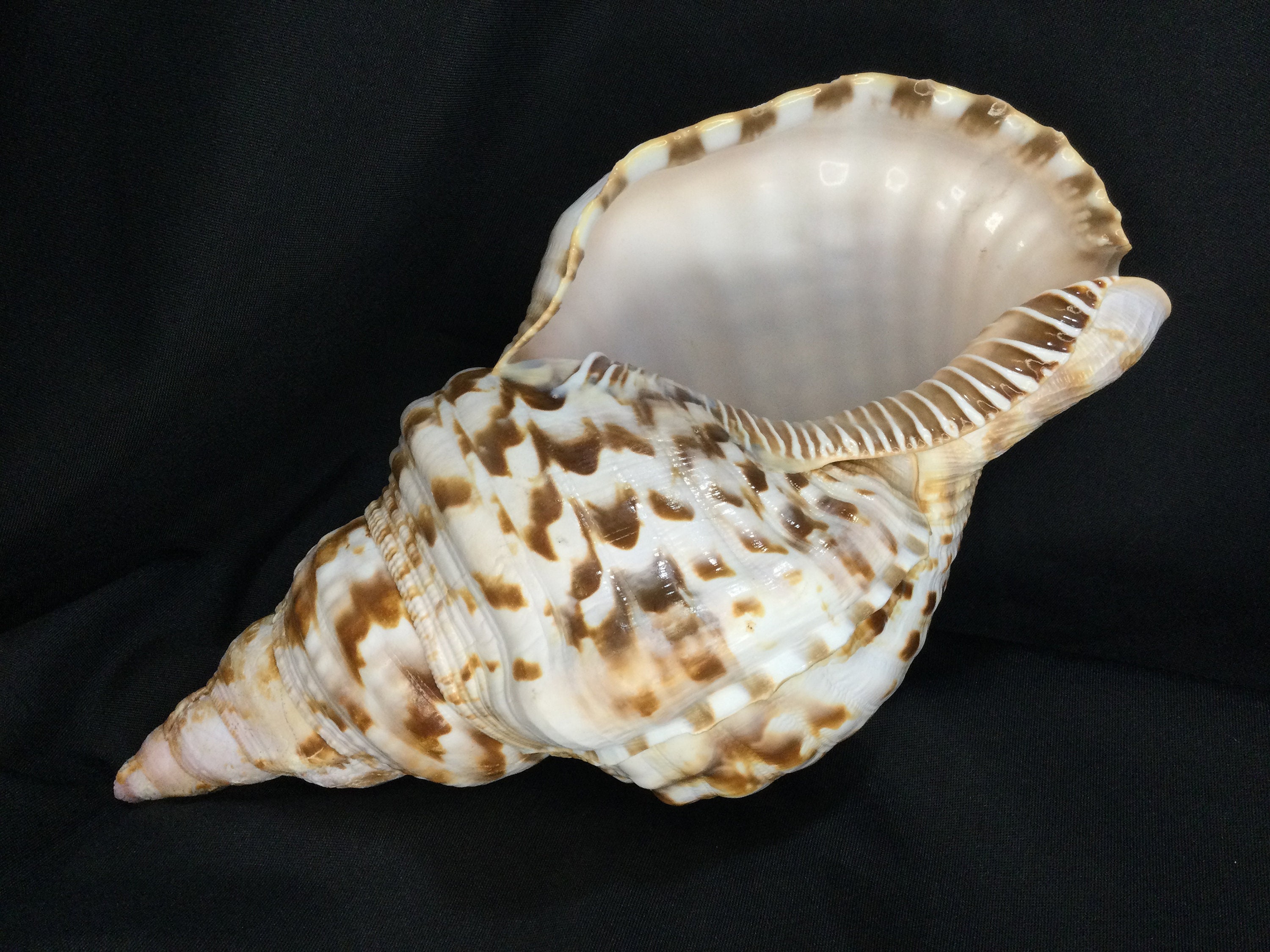 Vintage 11 1/2 Pacific Ocean Triton Conch Sea Shell - Etsy