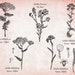 Yarrow Set 01 Botanical Illustration Clipart - Vintage Floral ...