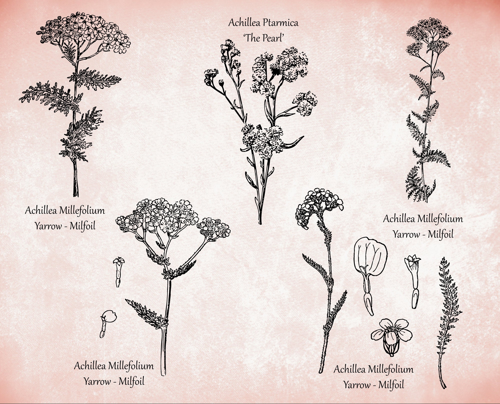Yarrow Set 01 Botanical Illustration Clipart - Vintage Floral ...