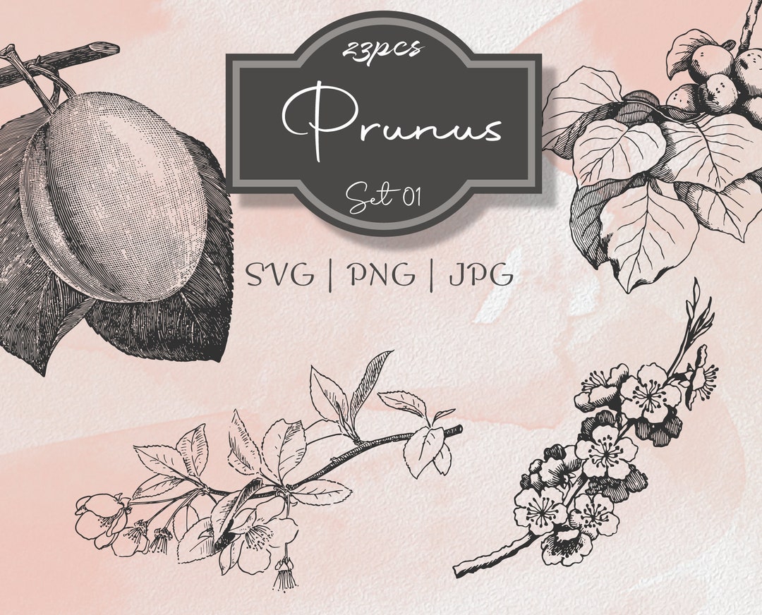 Prunus Set 01 Botanical Illustration Clipart - Vintage Floral ...