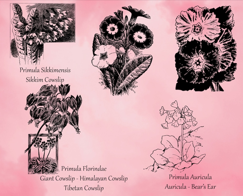 Primrose Set 01 Botanical Illustration Clipart - Vintage Floral ...