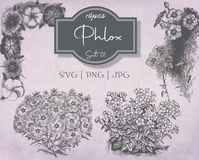 Phlox Set 01 Botanical Illustration Clipart - Vintage Floral Commercial ...