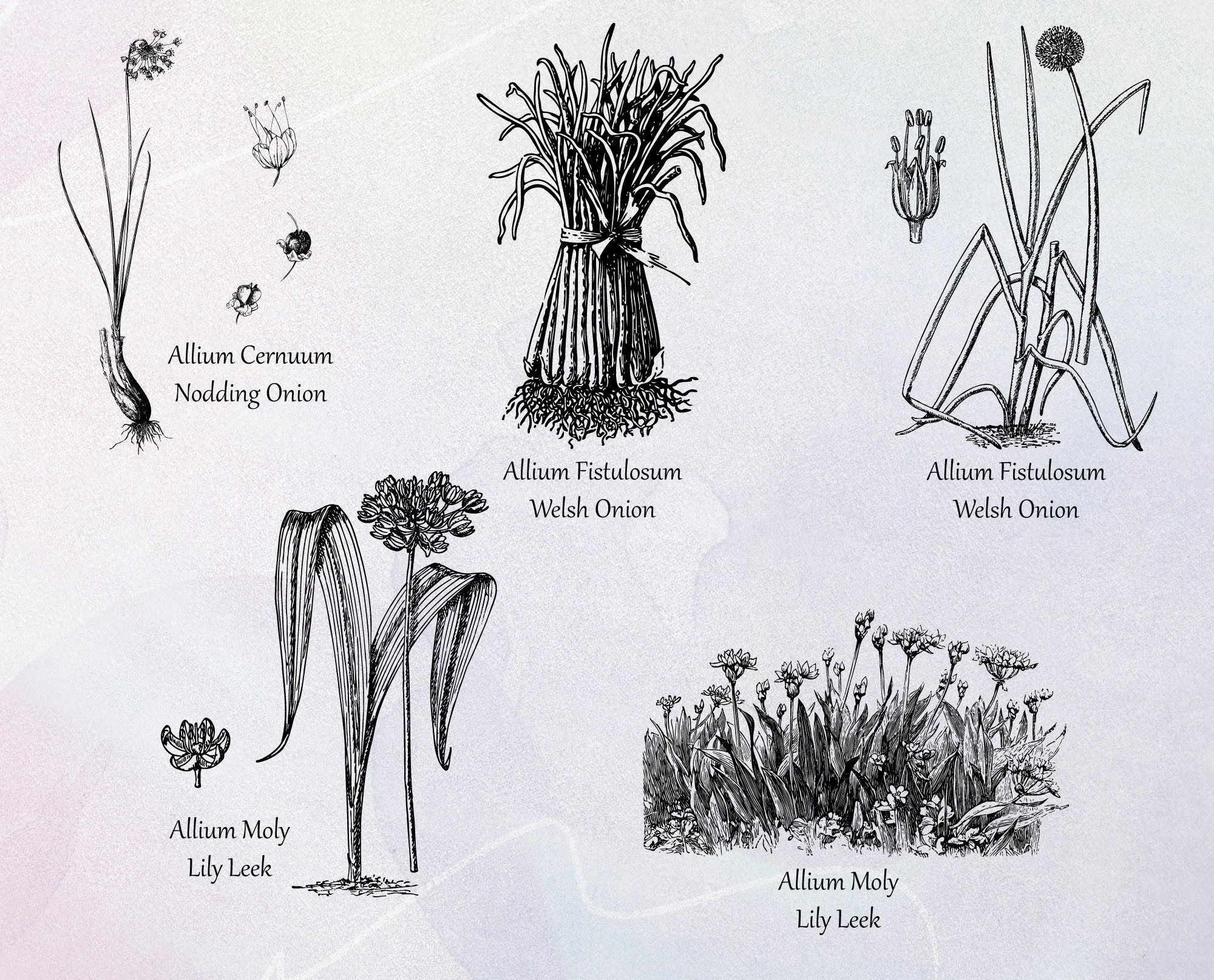 Allium Set 01 Botanical Illustration Clipart - Vintage Floral ...