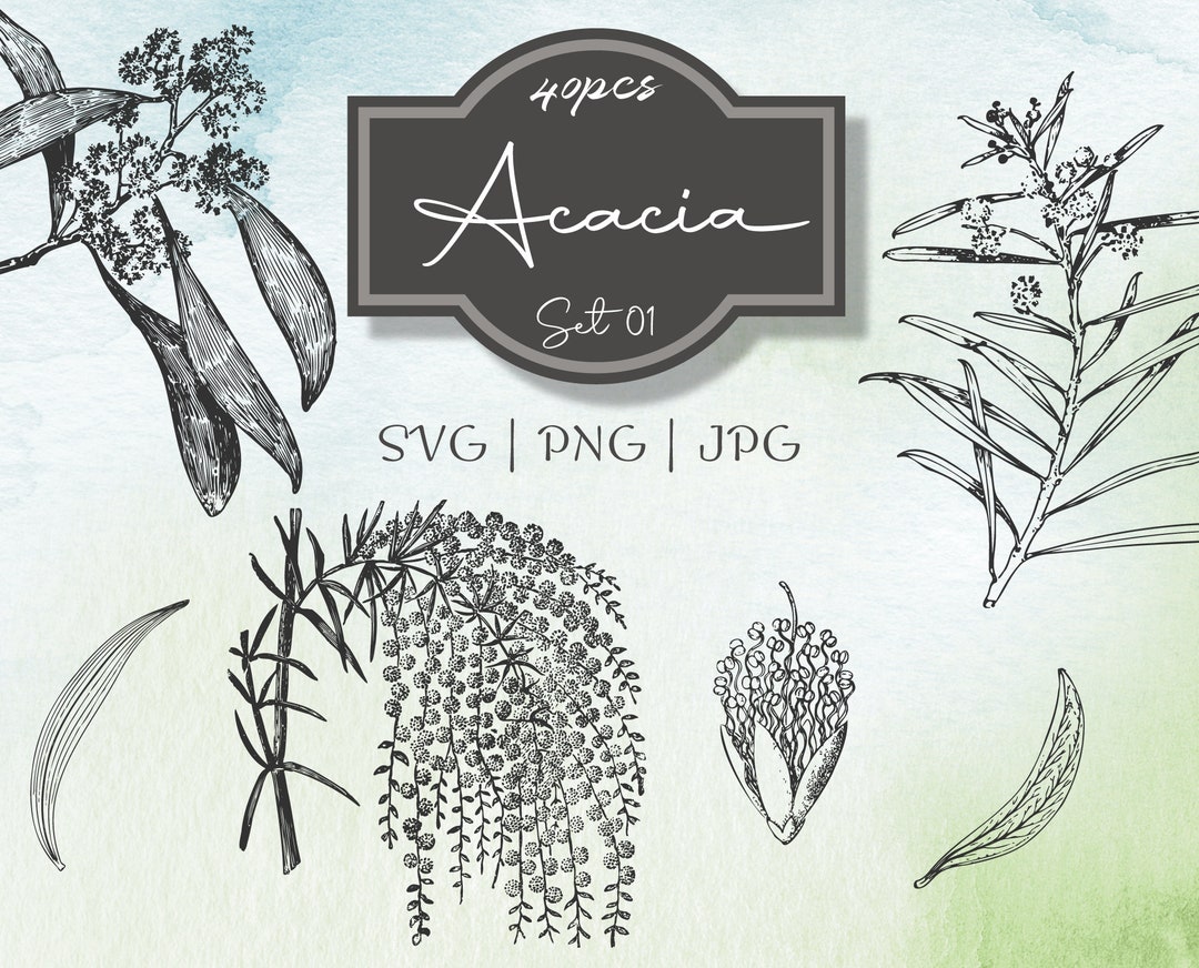 Acacia Set 01 Botanical Illustration Clipart Vintage Floral Commercial ...