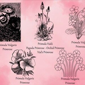 Primrose Set 01 Botanical Illustration Clipart - Vintage Floral ...