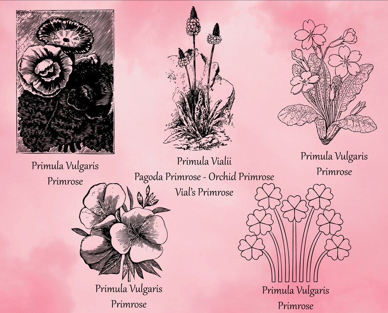 Primrose Set 01 Botanical Illustration Clipart - Vintage Floral ...