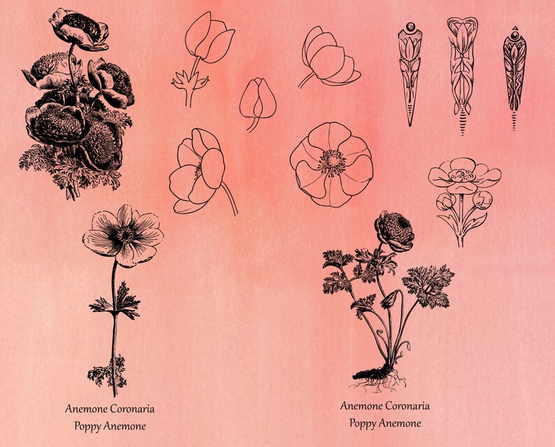 Anemone Set 01 Botanical Illustration Clipart Vintage Floral Commercial ...