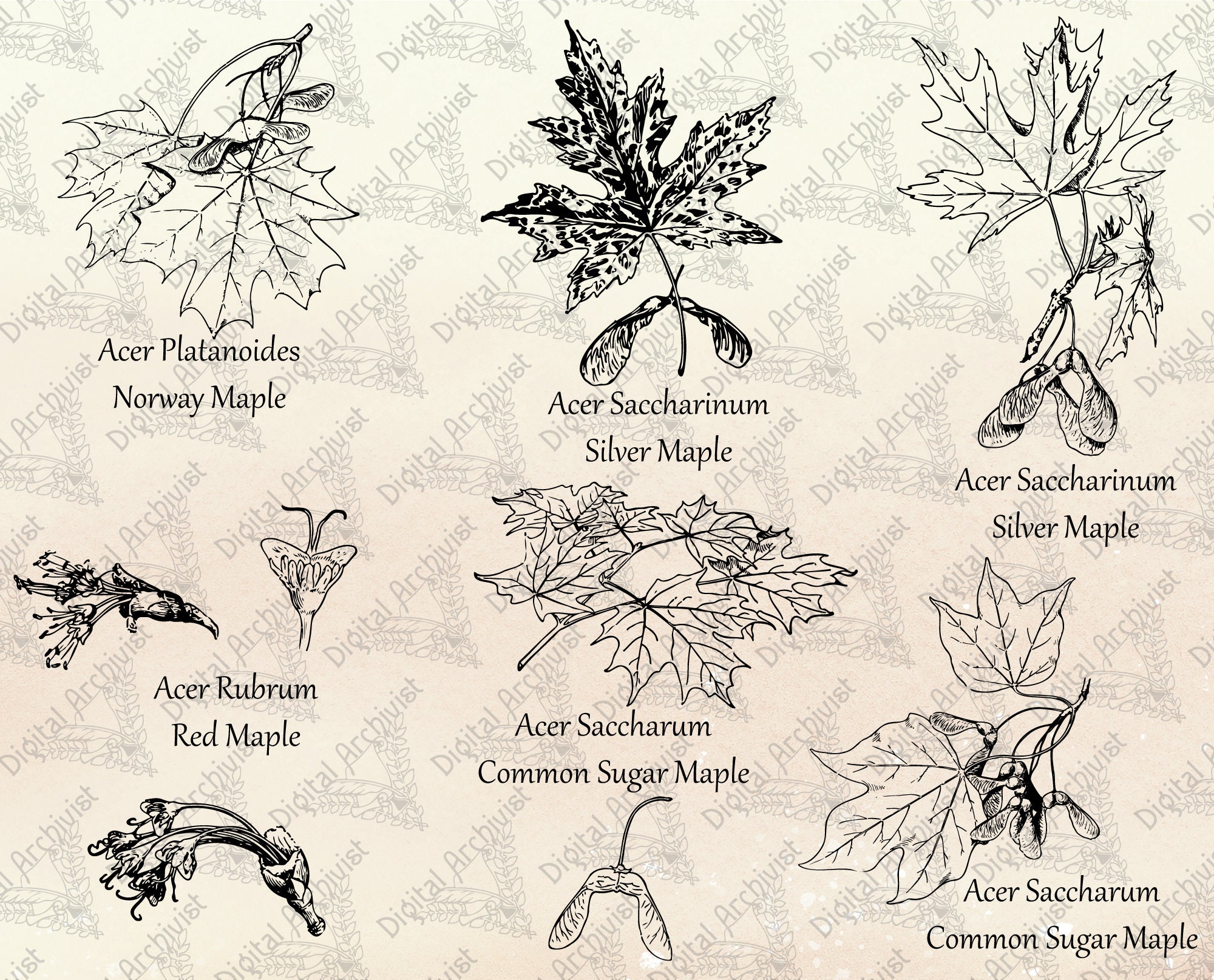 Maple Set 01 Botanical Illustration Clipart - Vintage Floral Commercial ...