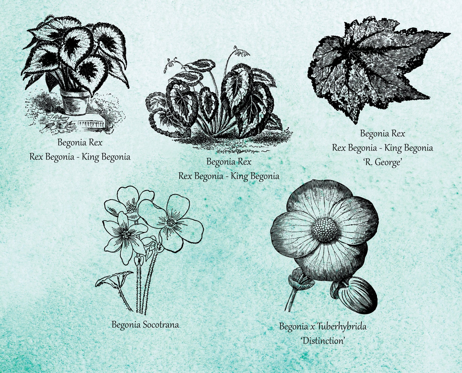 Begonia Set 02 Botanical Illustration Clipart - Vintage Floral ...