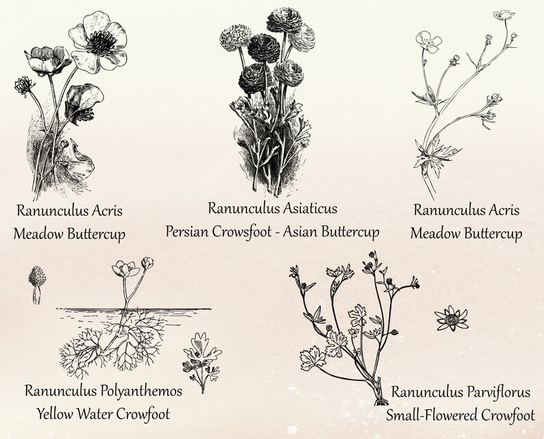 Buttercup Set 01 Botanical Illustration Clipart - Vintage Floral ...