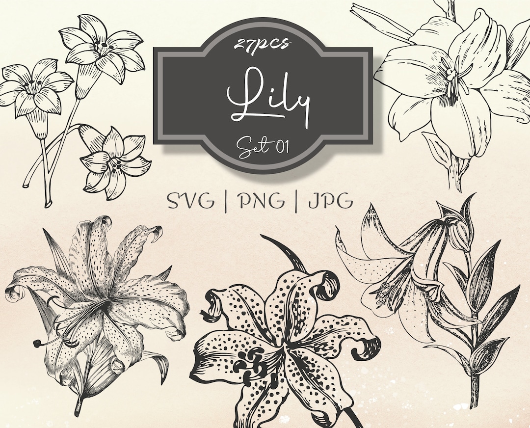 Lily Set 01 Botanical Illustration Clipart - Vintage Floral Commercial ...