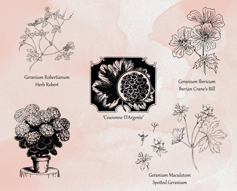 Geranium Set 01 Botanical Illustration Clipart - Vintage Floral ...