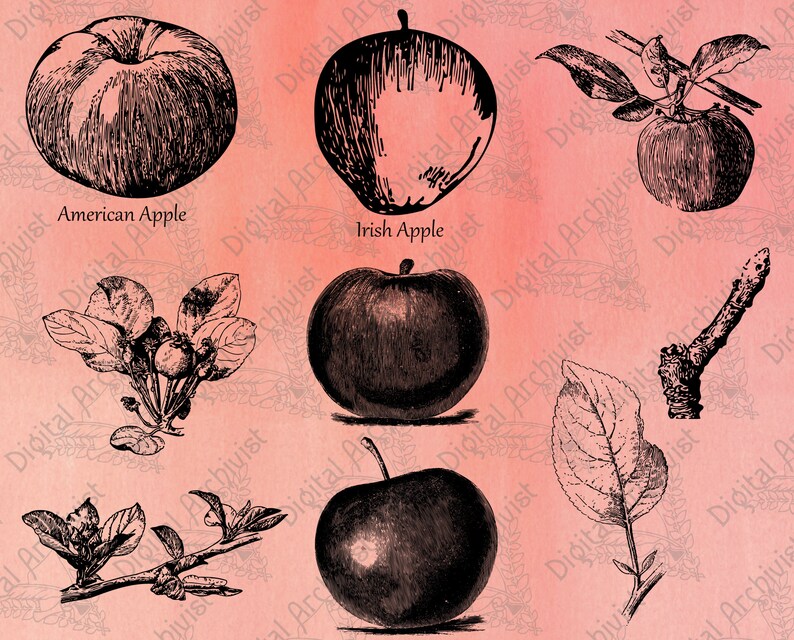 Apple Set 01 Botanical Illustration Clipart - Vintage Floral Commercial ...