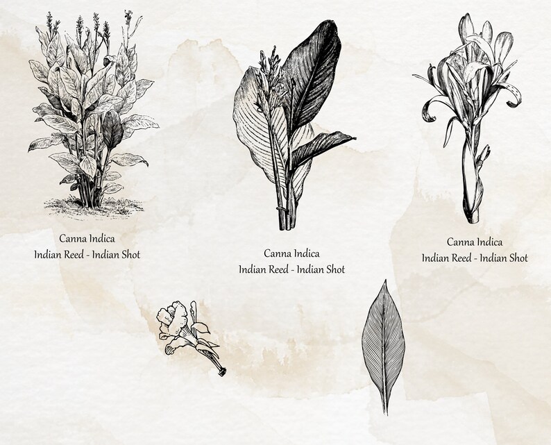 Canna Lily Set 01 Botanical Illustration Clipart - Vintage Floral ...