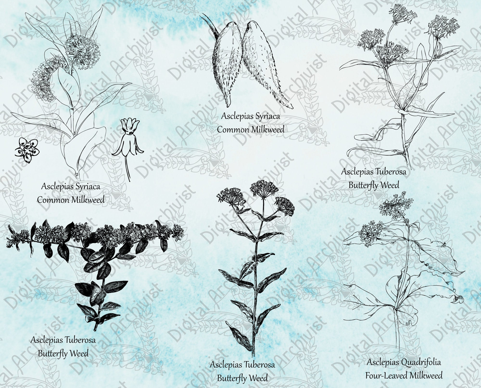 Milkweed Set 01 Botanical Illustration Clipart - Vintage Floral ...