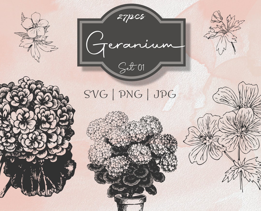 Geranium Set 01 Botanical Illustration Clipart - Vintage Floral ...