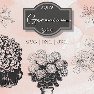 Geranium Set 01 Botanical Illustration Clipart - Vintage Floral ...