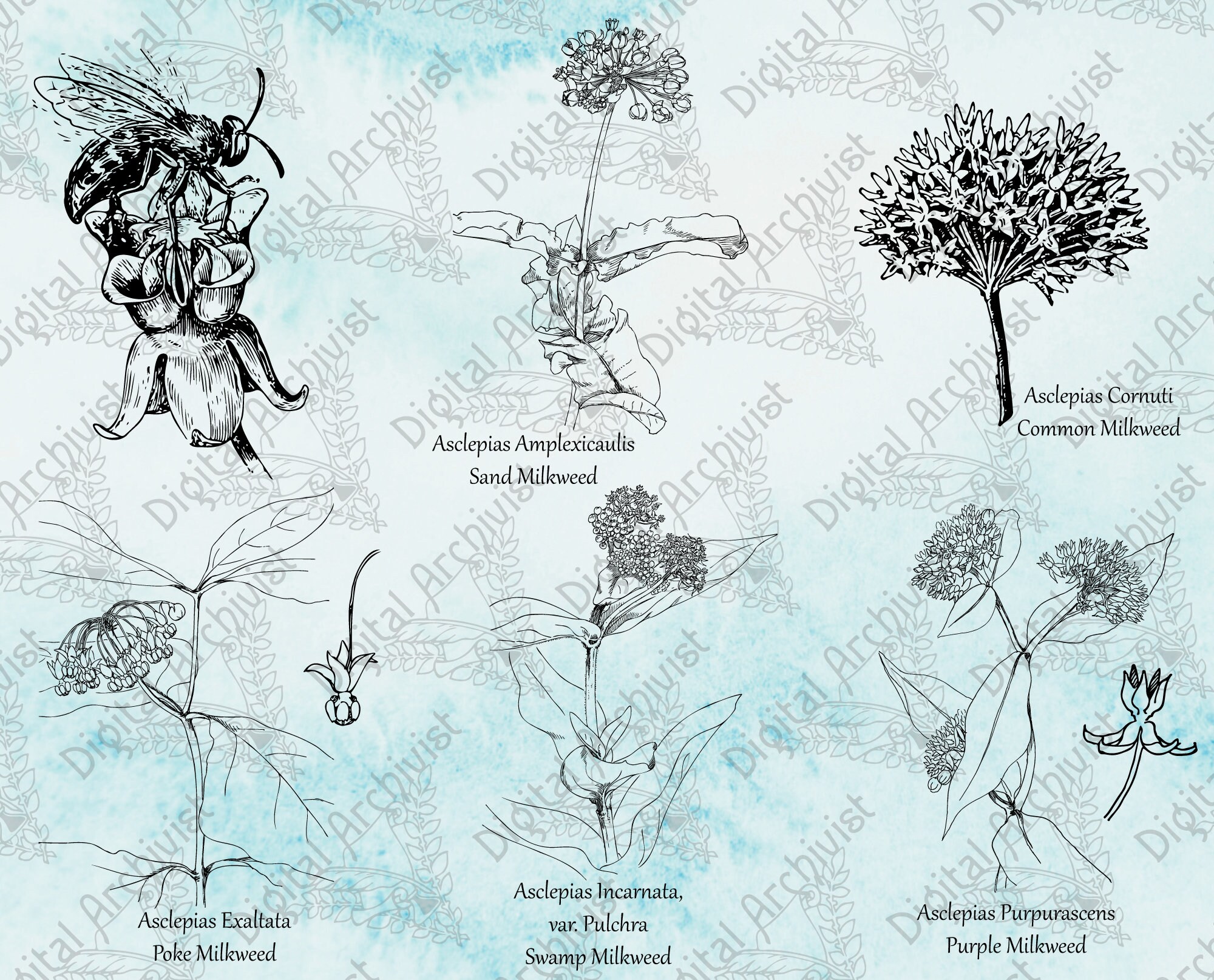 Milkweed Set 01 Botanical Illustration Clipart - Vintage Floral ...