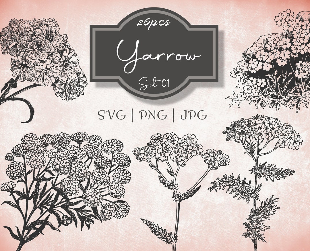 Yarrow Set 01 Botanical Illustration Clipart - Vintage Floral ...