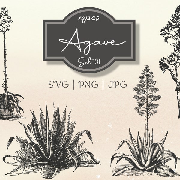 Agave - Etsy