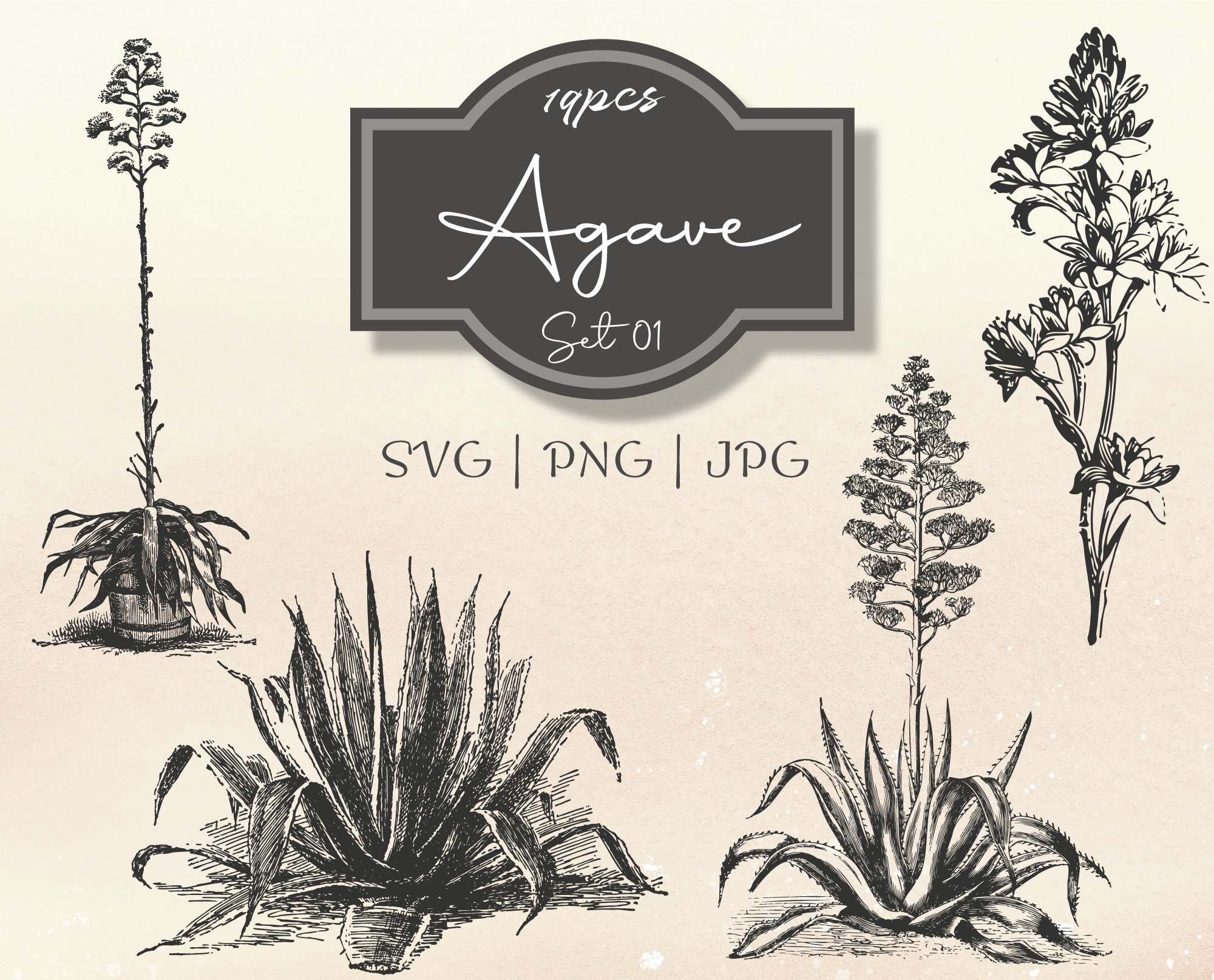 Agave Clipart