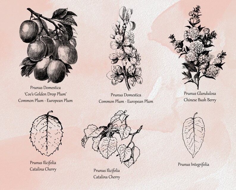 Prunus Set 01 Botanical Illustration Clipart - Vintage Floral ...