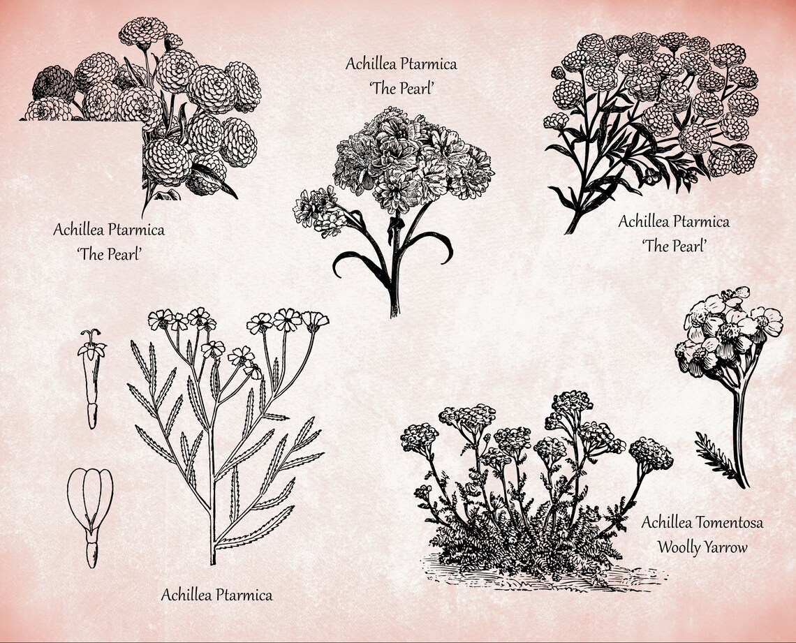 Yarrow Set 01 Botanical Illustration Clipart - Vintage Floral ...