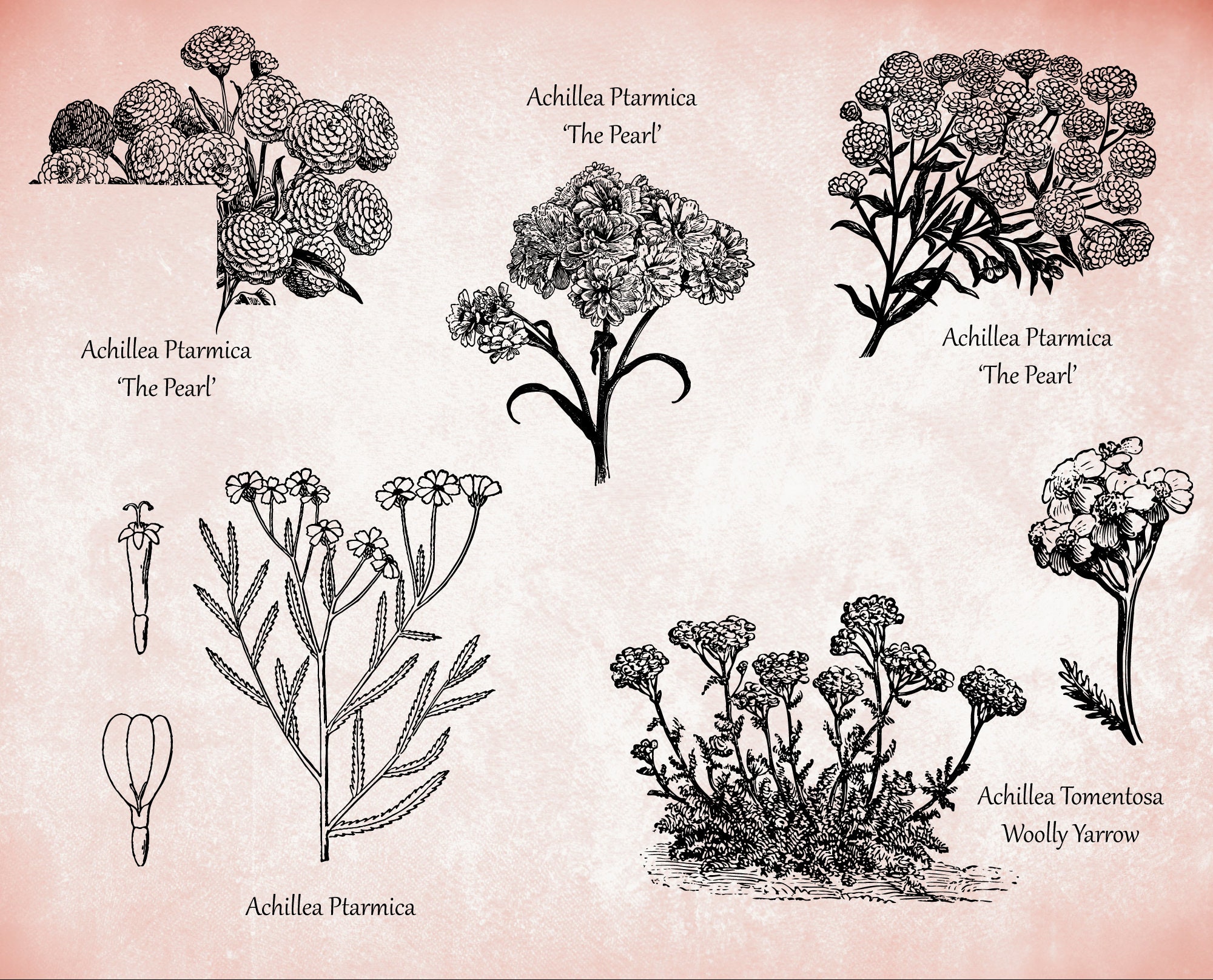 Yarrow Set 01 Botanical Illustration Clipart - Vintage Floral ...