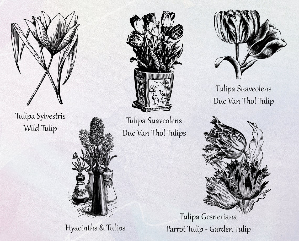 Tulip Set 01 Botanical Illustration Clipart - Vintage Floral Commercial ...